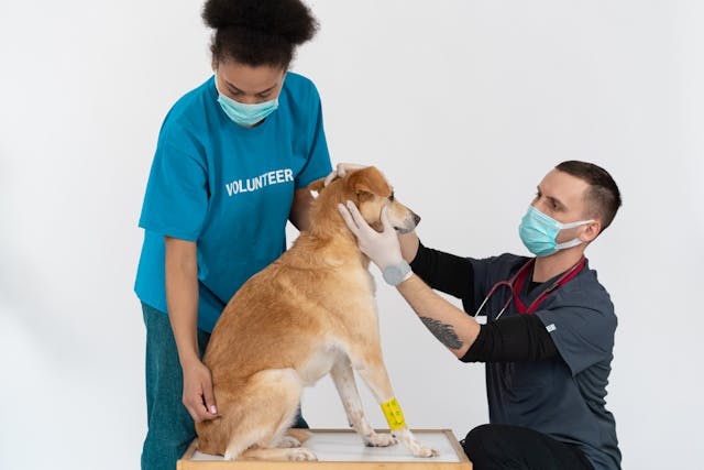 Getting to Know Dog Chiropractors: Paws and Adjustments - Baby Bundle
